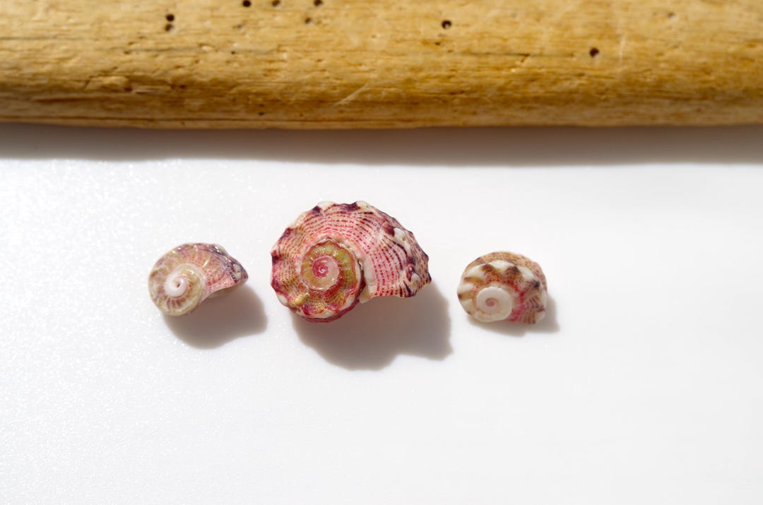 SUPER RARE / Angaria Neglecta / Japanese Shell / Sea Shells / 100% ...