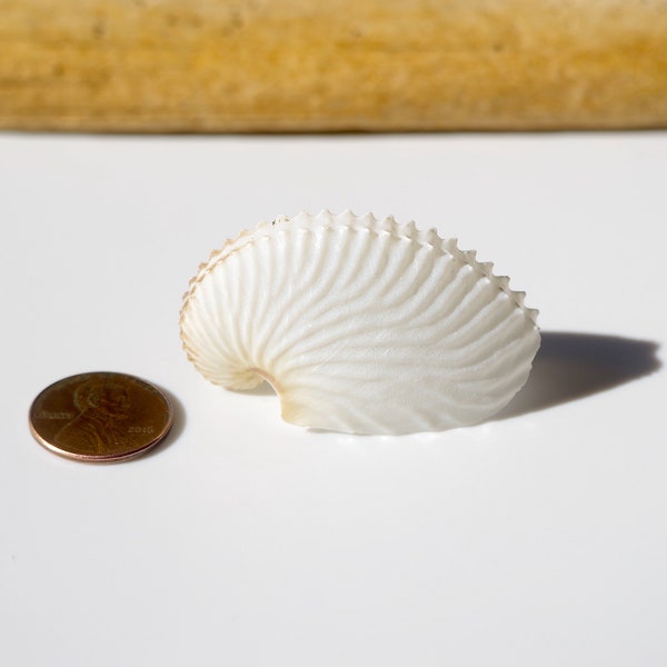 Paper Nautilus - Etsy