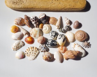 Shells From Japan - Etsy