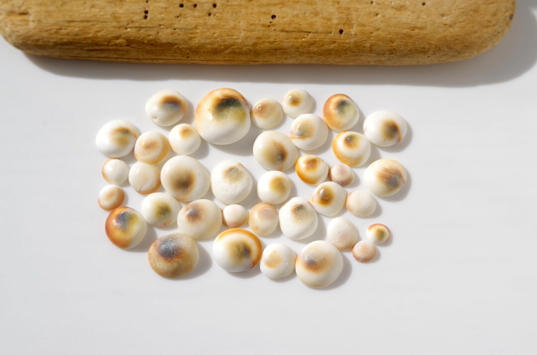 Japanese Turban Shell Lid / Sea Shells / 100% Natural & Genuine / for ...