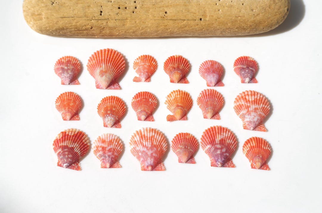 RARE Pattern / Japanese Sea Shells / Japanese Pecten / 100％ Genuine #C ...