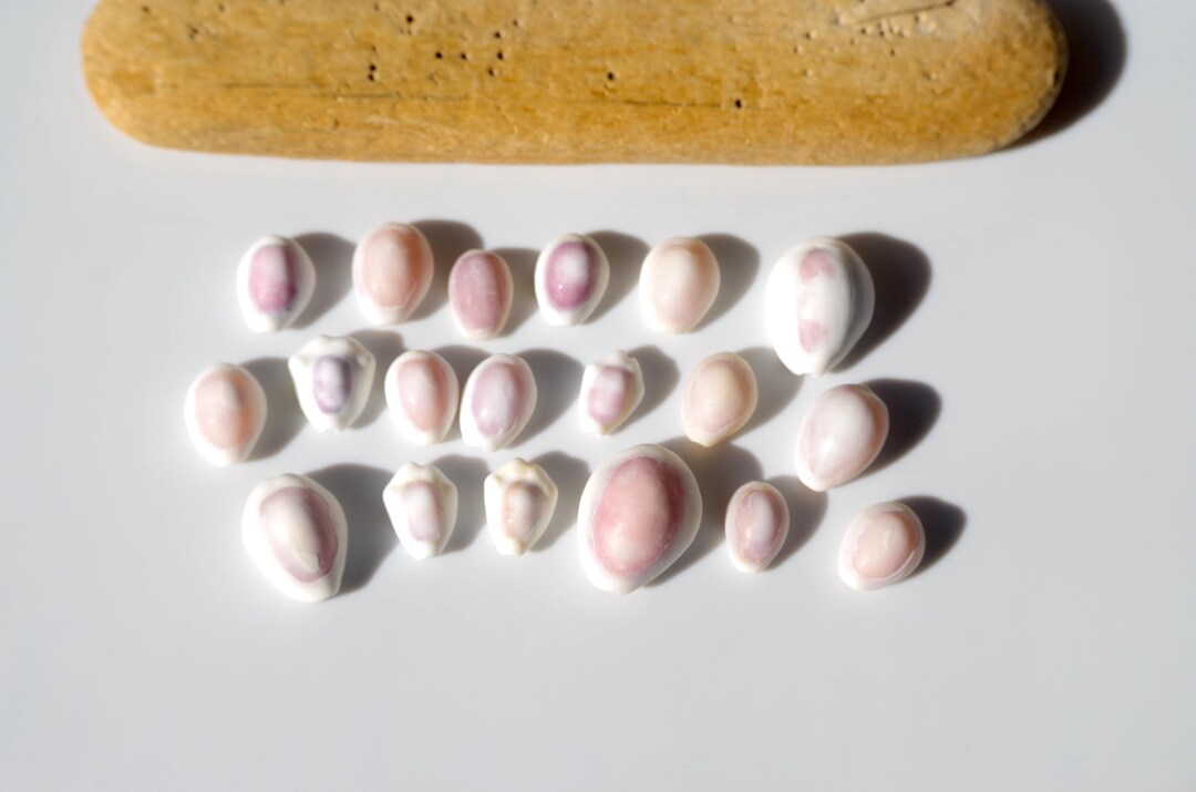 Pale Pink Color / Japanese Cowry / Sea Shells / 100% Natural , Genuine ...