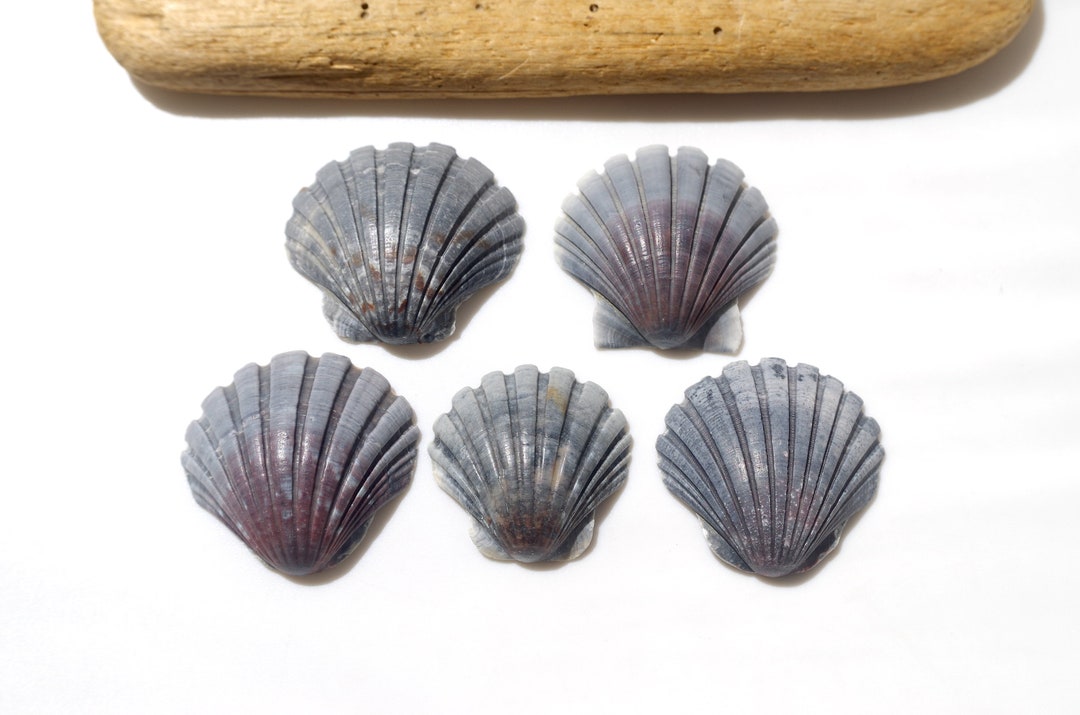 Gray Color / Japanese Sea Shells / Japanese Scallop / Pecten Sinensis ...