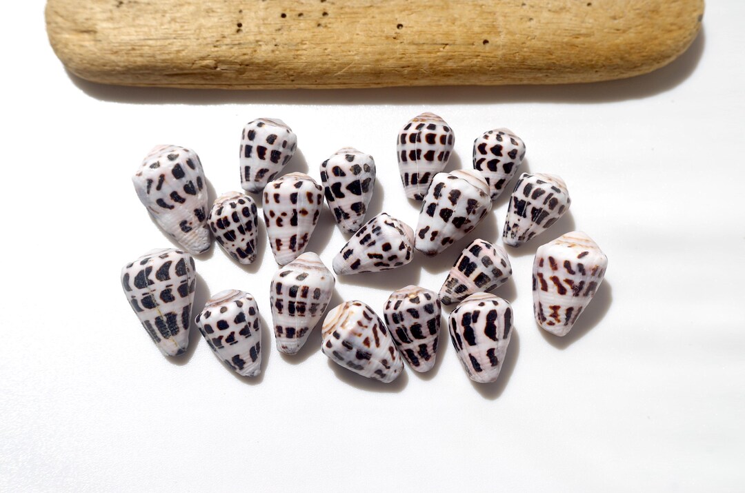 Hebrew Cone / Conus Ebraeus / Small Japanese Cone Shell / Sea Shells ...