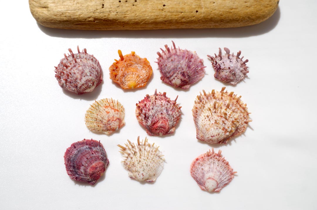 Spondylus / Spiny Oysters / Japanese Sea Shells / Japanese Pecten / 100 ...