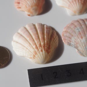 Small Japanese Sea Shells / Swift's Scallop / Pecten Albicans / 100 ...