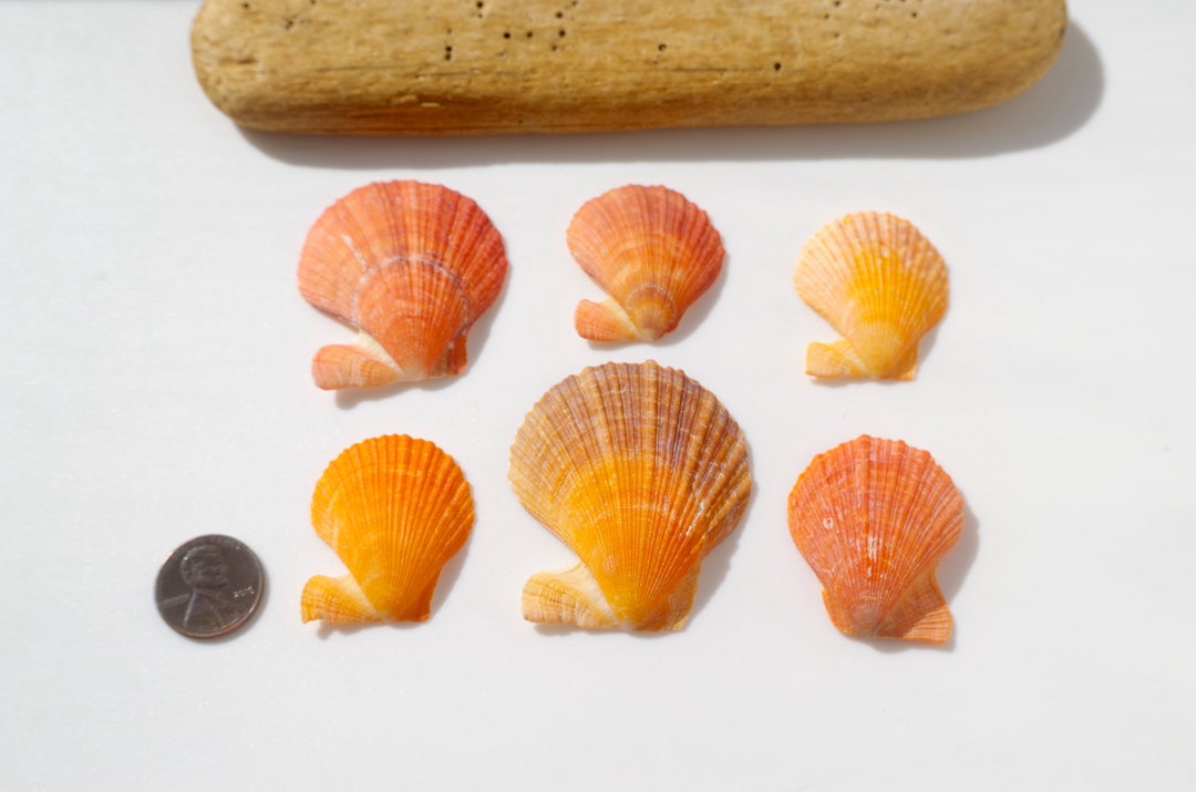 Middle Size / Japanese Sea Shells / Japanese Pecten / 100 - Etsy