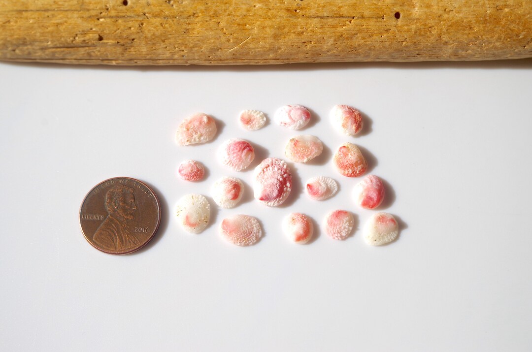 SUPER RARE / Pink Shell / Japanese Sea Shells / 100% Natural & Genuine ...