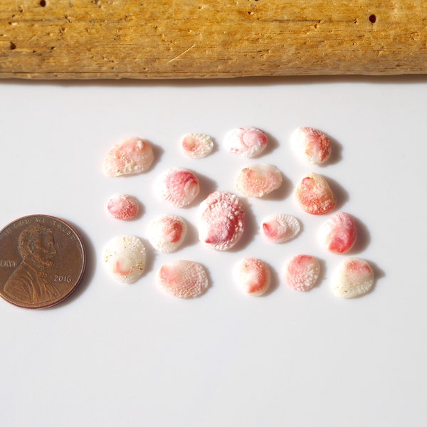 Rare Sea Shells - Etsy