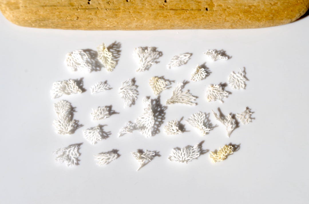 SUPER RARE / Japanese Shell / Sea Shells / 100% Natural & Genuine / for ...