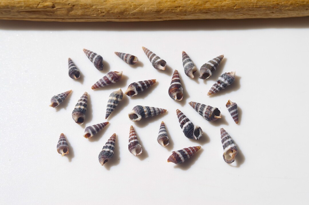Border Pattern Sea Snail / Japanese Spiral Shell / Sea Shells / 100% ...