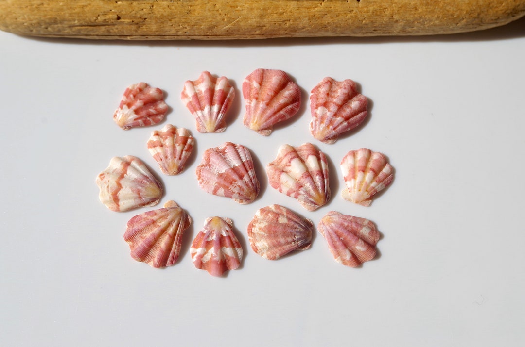 Cute Color / Decato Pecten / Japanese Pecten / 100 Natural Genuine F-20 ...