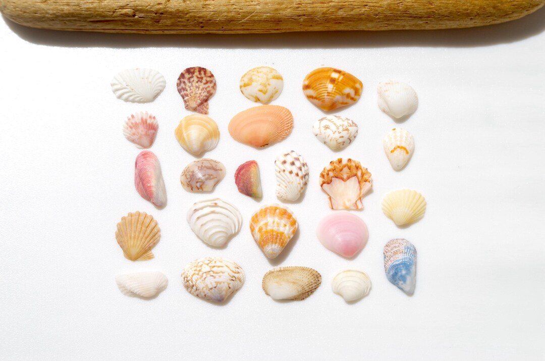 Small Various Japanese Clams / Scallop / Pecten / Japan Sea Shell / 100 ...