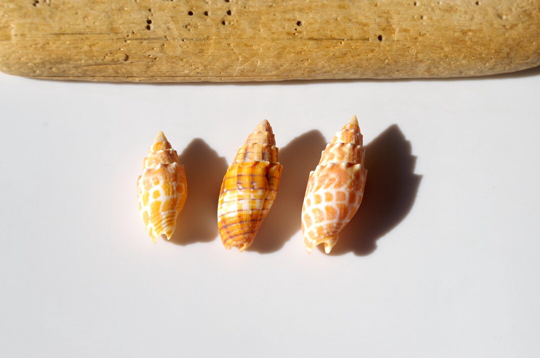 RARE / Mitra Inquinata From Okinawa / Japanese Sea Shell / 100% Genuine ...