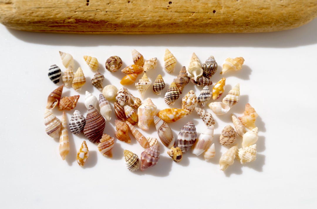 Various Sea Snail / Japanese Spiral Shell / Sea Shells / 100% Natural ...