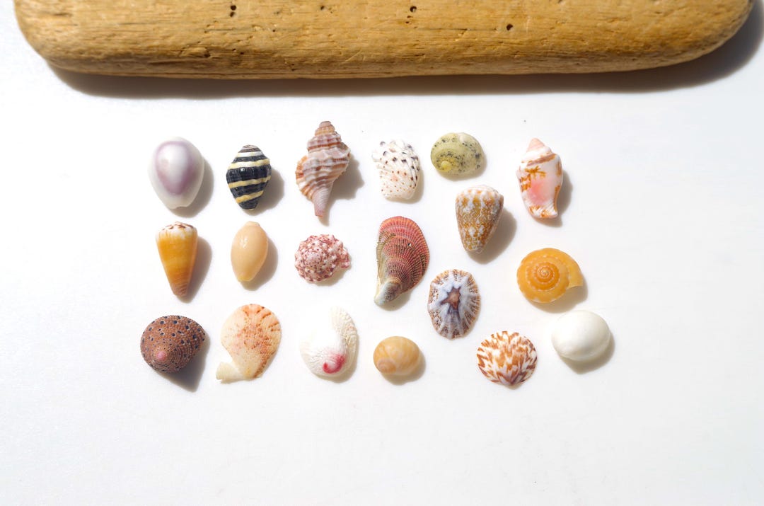 Various Japanese Shell / Sea Shells / 100% Natural & Genuine / for ...