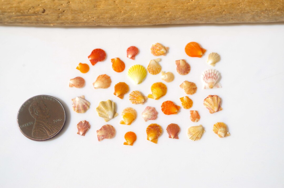 SUPER Tiny / Various Color / Japanese Sea Shells / Japanese Pecten ...