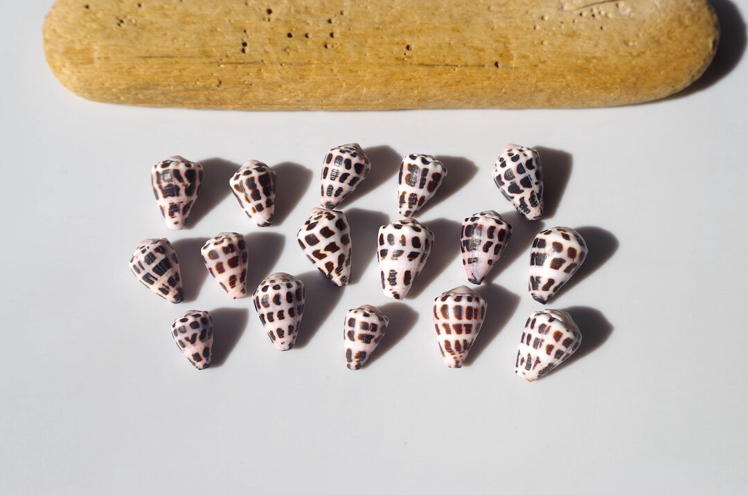Hebrew Cone / Conus Ebraeus / Small Japanese Cone Shell / Sea Shells ...