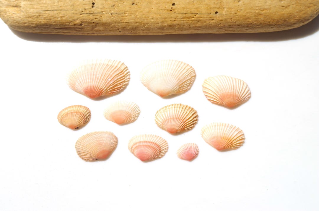 RARE / Japanese Sea Shells / Japanese Pecten / 100％ Genuine #Q-15 - Etsy