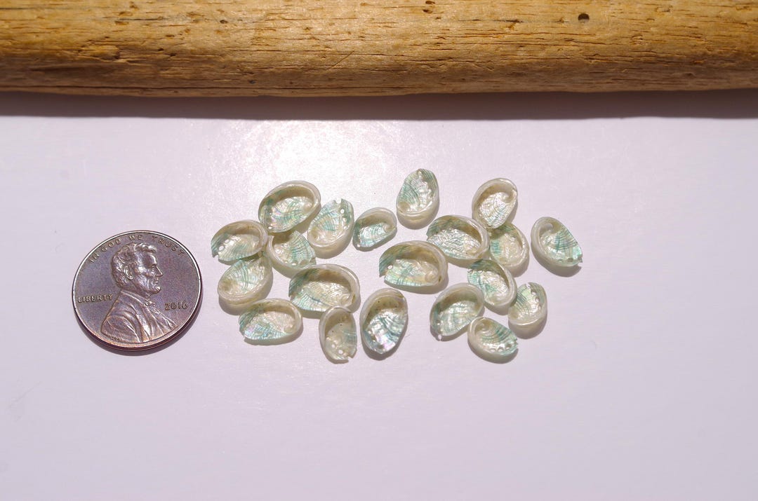 SUPER Tiny / Bleaching Japanese Abalone Shell / Sea Shells / 100% ...