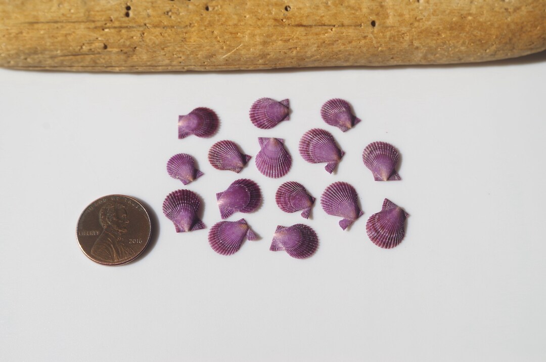 Tiny / Purple Color / Japanese Sea Shells / Japanese Pecten / - Etsy