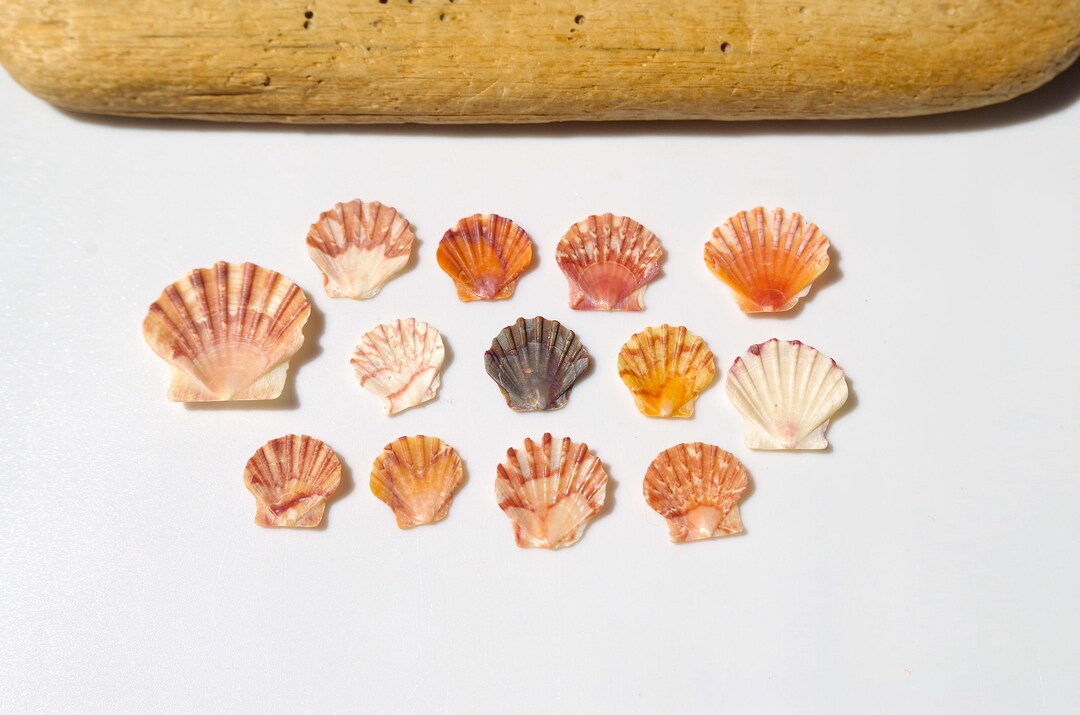 Japanese Sea Shells / Japanese Scallop / Pecten Sinensis Puncticulatus ...