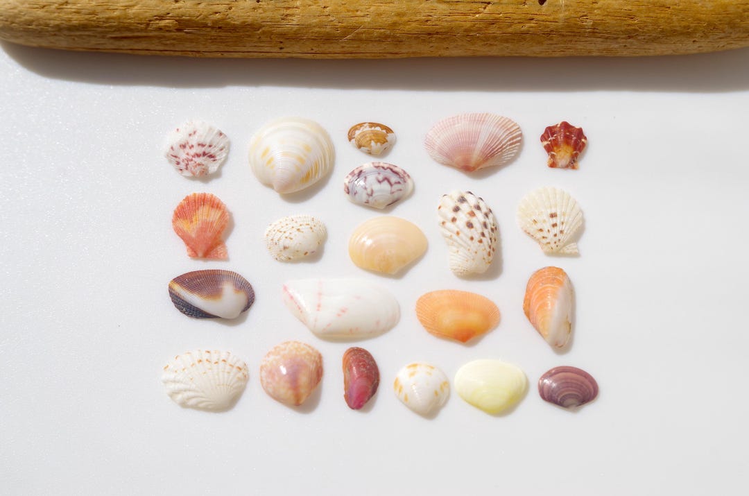 Small Various Tiny Japanese Clams / Scallop / Pecten / Japan Sea Shell ...