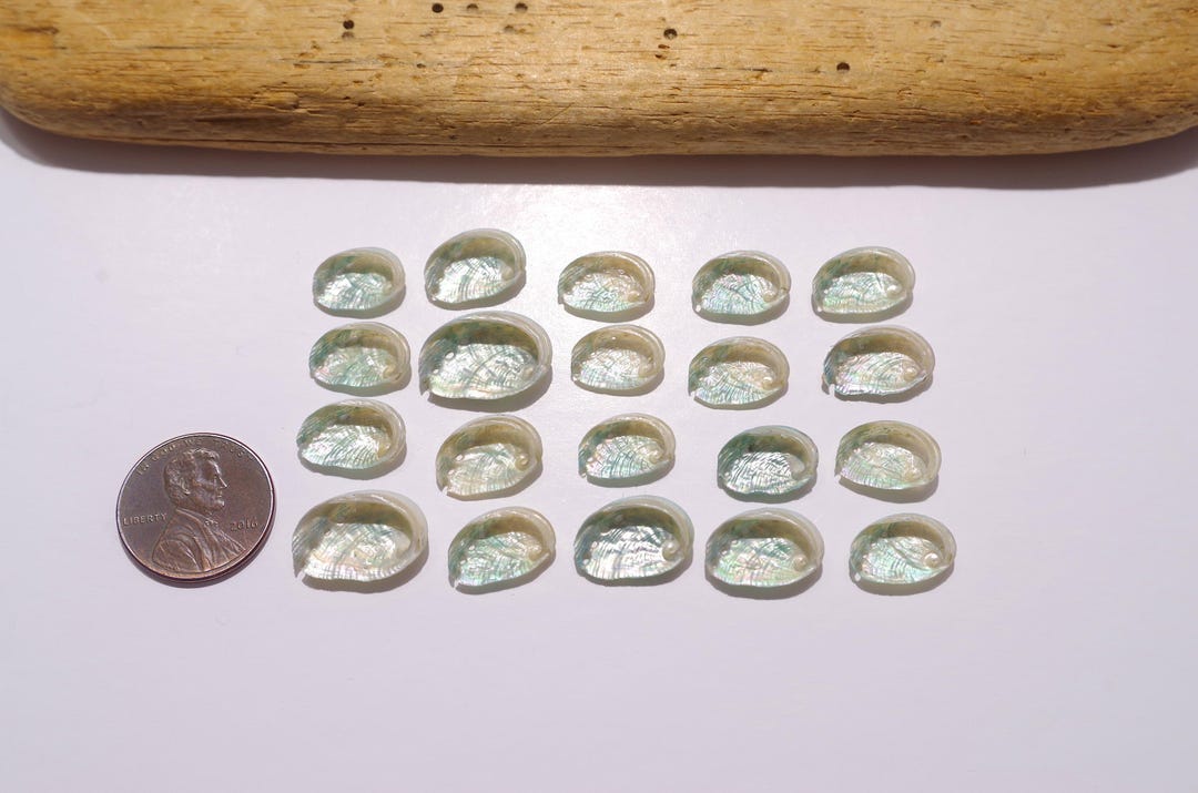 Tiny / Bleaching Japanese Abalone Shell / Sea Shells / 100% Natural ...