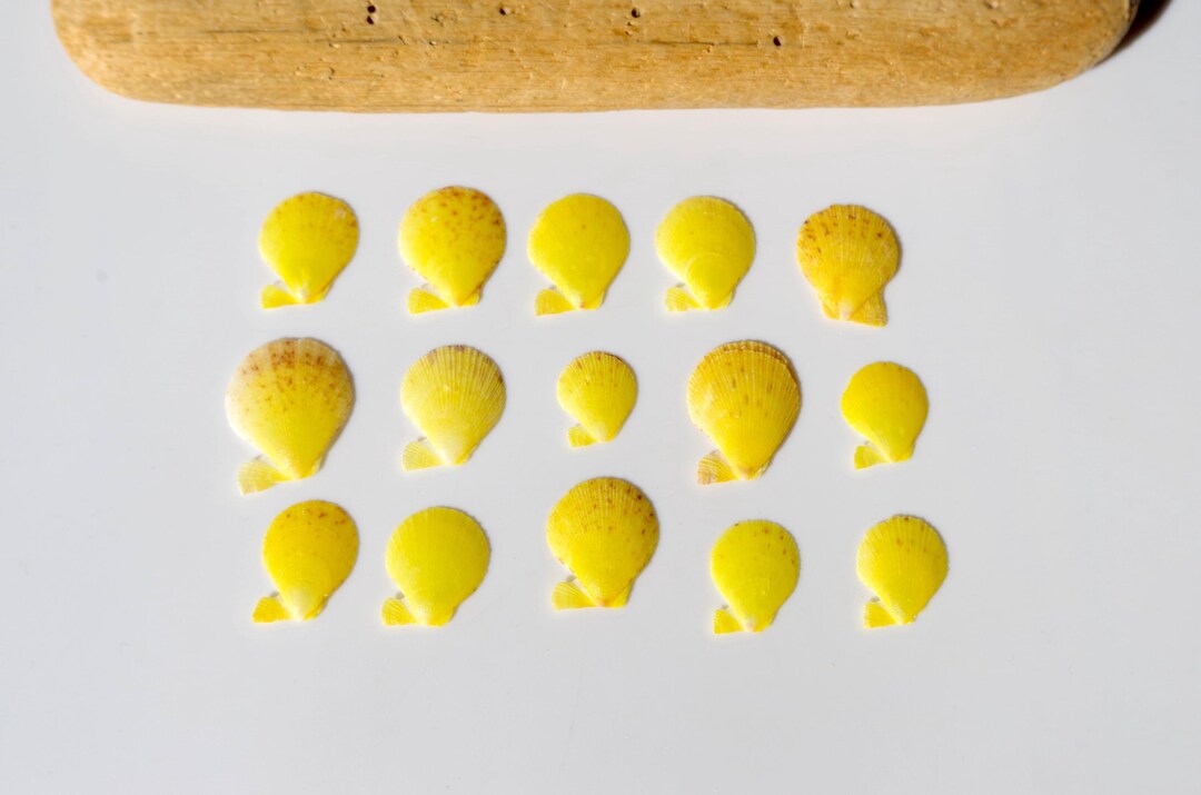 RARE Yellow Color / Japanese Sea Shells / Japanese Pecten / 100 Genuine ...