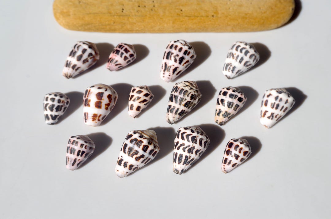 BIG Size Hebrew Cone / Conus Ebraeus / Small Japanese Cone Shell / Sea ...