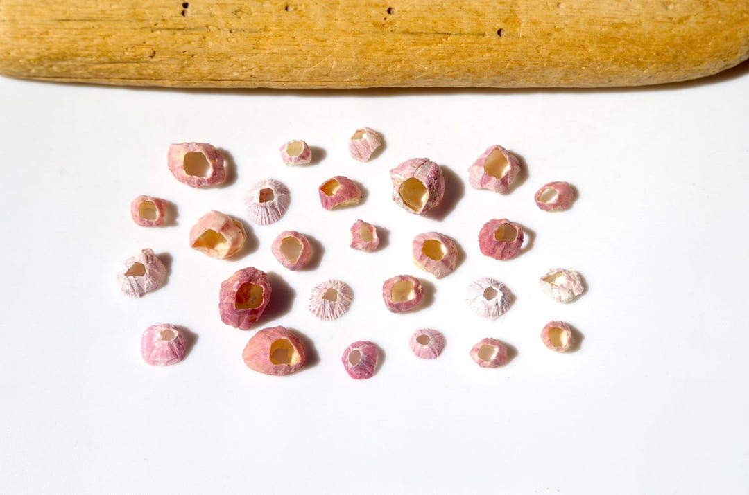 RARE / Small Japanese Barnacles / Sea Shells / 100% Natural & Genuine ...