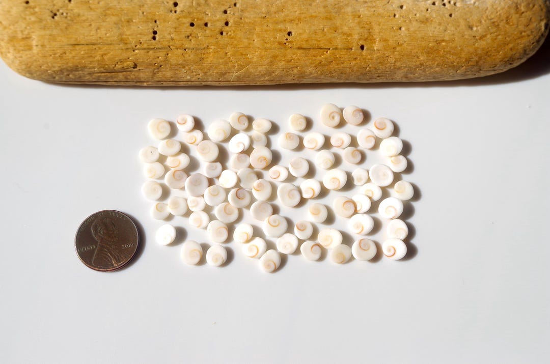 SUPER Tiny / Japanese Turban Shell Lid / Sea Shells / 100% Natural ...