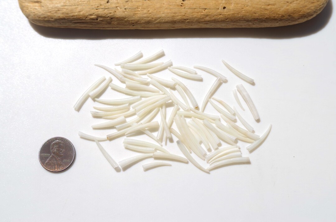 SUPER RARE / Small Size / Japanese Sea Shells / Tusk Shell/ 100 ...