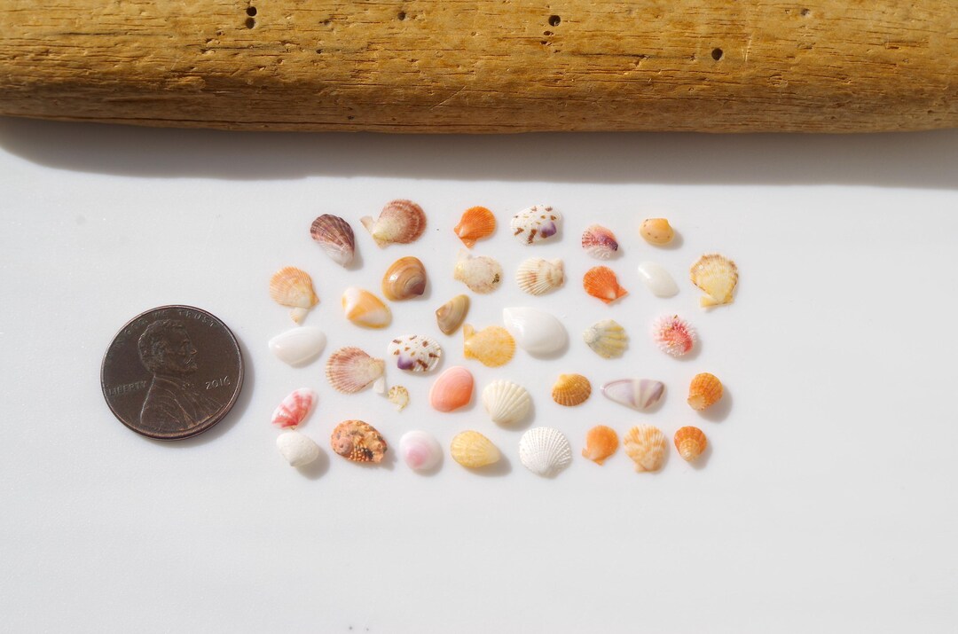 Various Tiny Japanese Clams / Scallop / Pecten / Japan Sea Shell / 100 ...