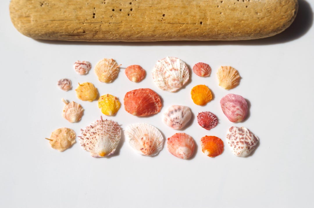SUPER RARE / Spondylus / Japanese Sea Shells / Japanese Pecten / 100 ...