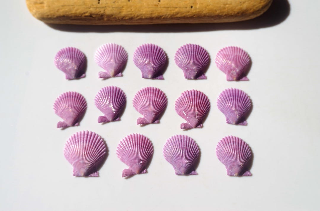 Purple Color / Japanese Sea Shells / Japanese Pecten / 100％ Genuine #D ...