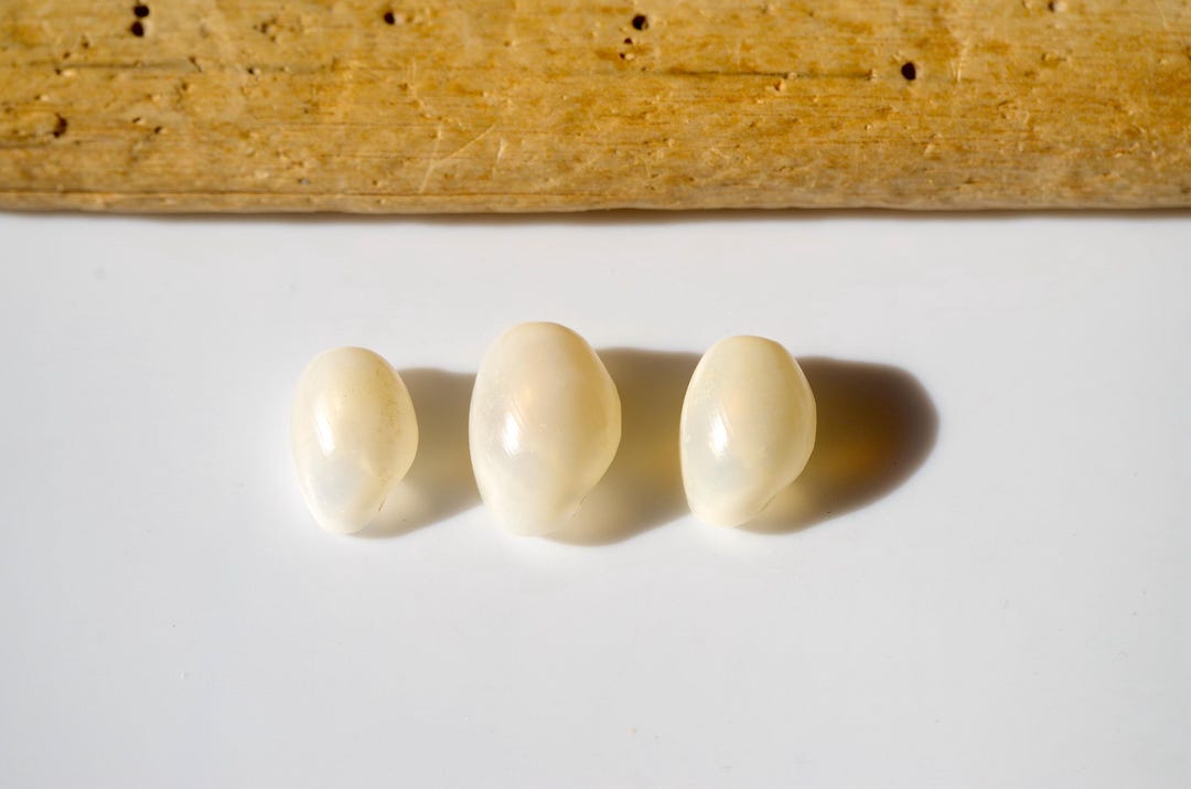 SUPER RARE / Haloa Japonica / Japanese Sea Shell/ 100% Genuine ...