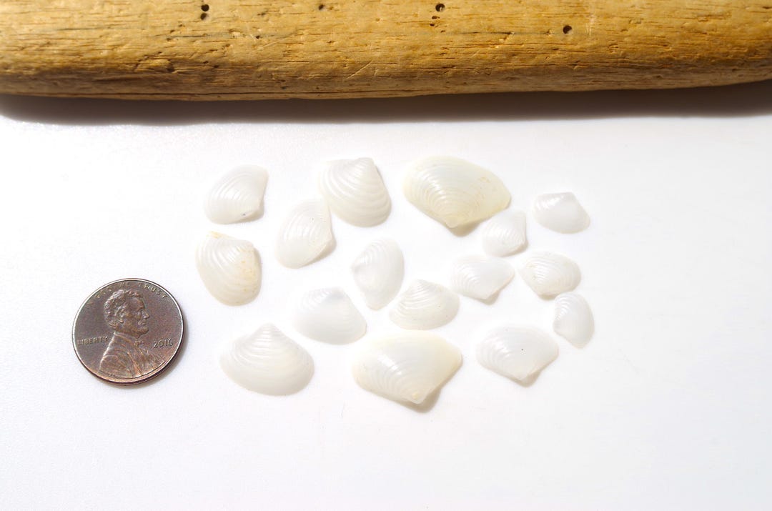 SUPER RARE / Very Light and Thin Shell / White Color / Japanese Sea ...