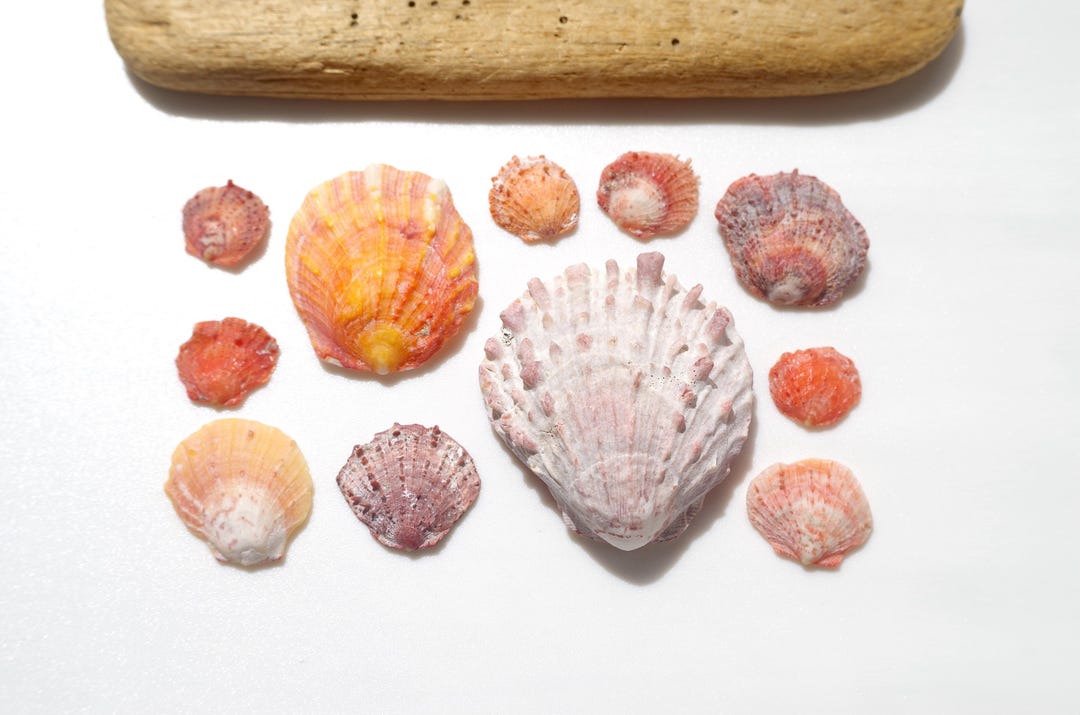 Spondylus / Spiny Oysters / Japanese Sea Shells / Japanese Pecten / 100 ...