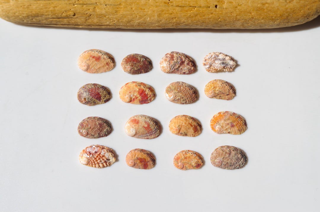 Japanese Abalone Shell / Sea Shells / 100% Natural & Genuine / for ...