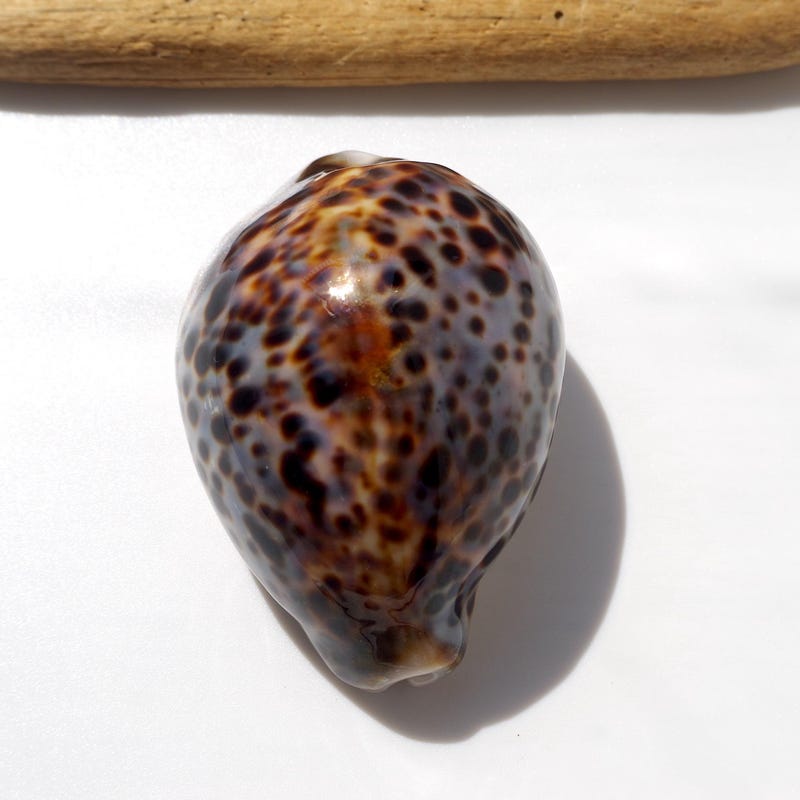 Tiger Cowrie - Etsy
