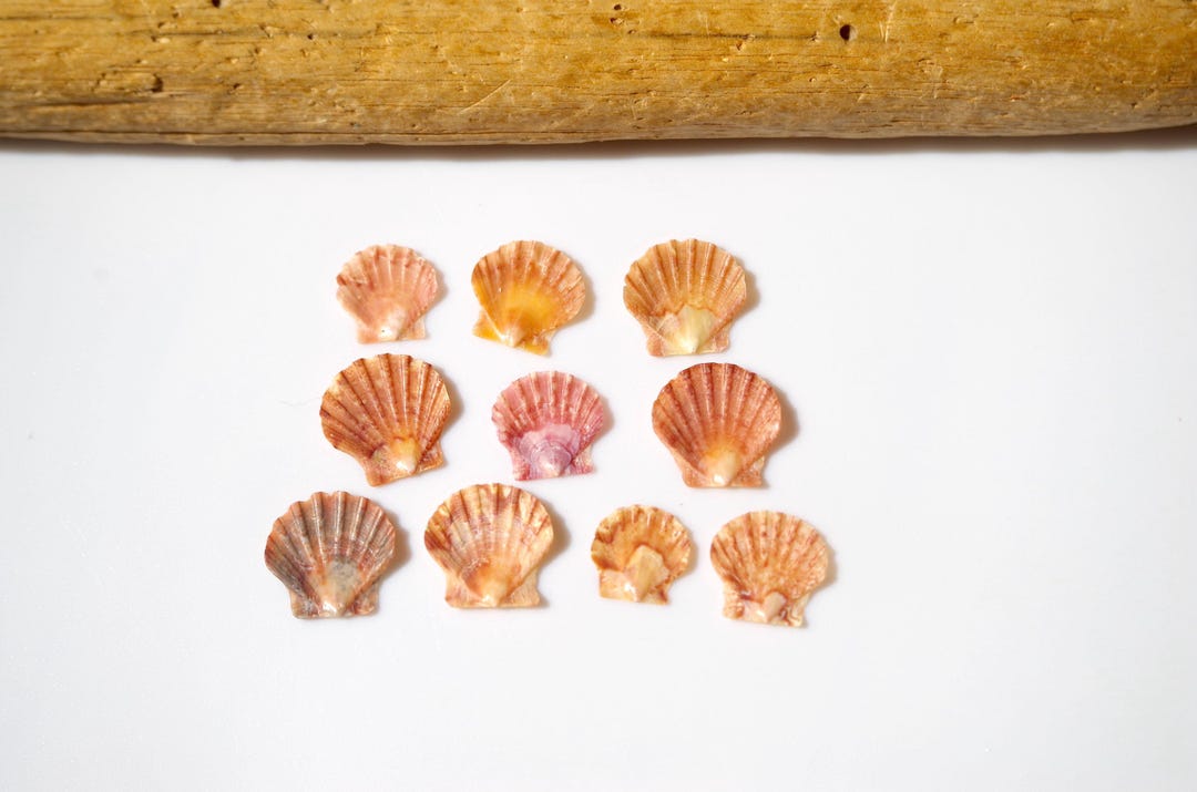 Tiny / Japanese Sea Shells / Japanese Scallop / Pecten Sinensis ...