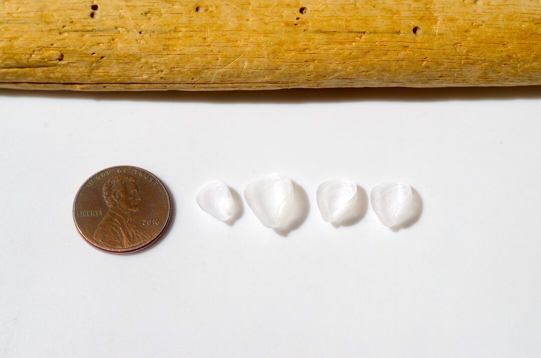 SUPER RARE / Very Light and Thin Shell / White Color / Japanese Sea ...