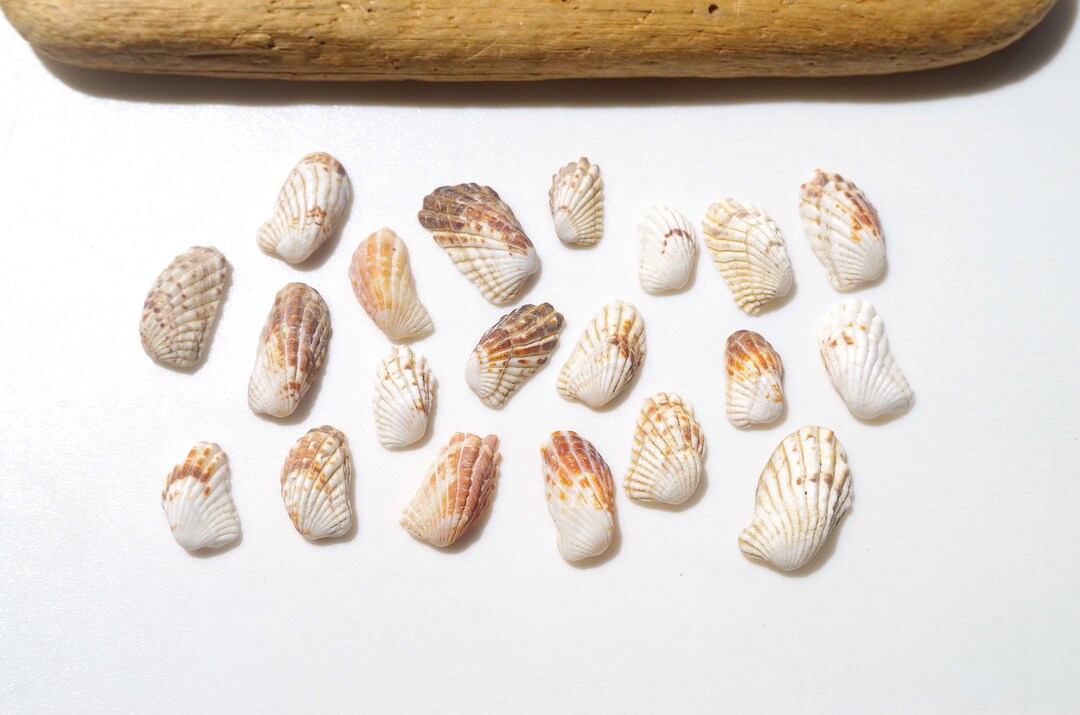 RARE / Cardita / Japanese Sea Shells / Japanese Pecten / 100％ Genuine # ...