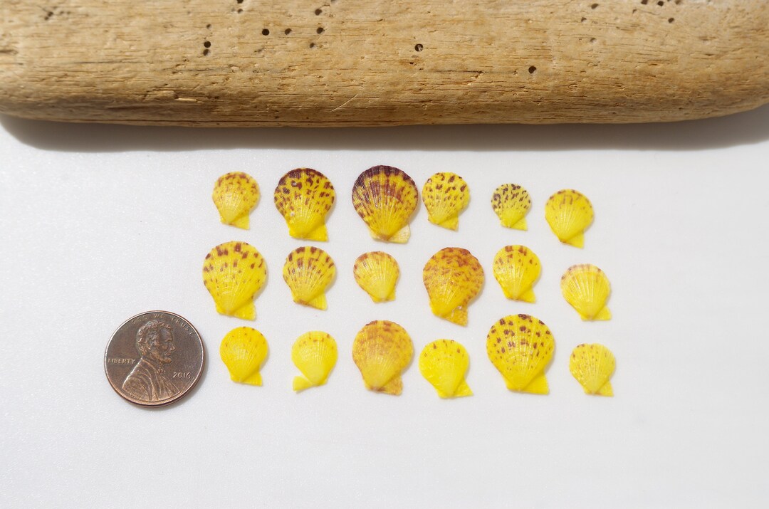 RARE Yellow Color Scallops / Japanese Sea Shells / Japanese Pecten ...
