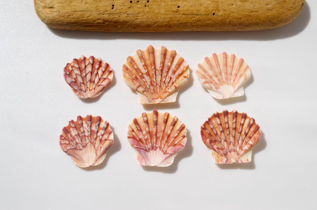 Japanese Sea Shells / Japanese Scallop / Pecten Sinensis Puncticulatus ...