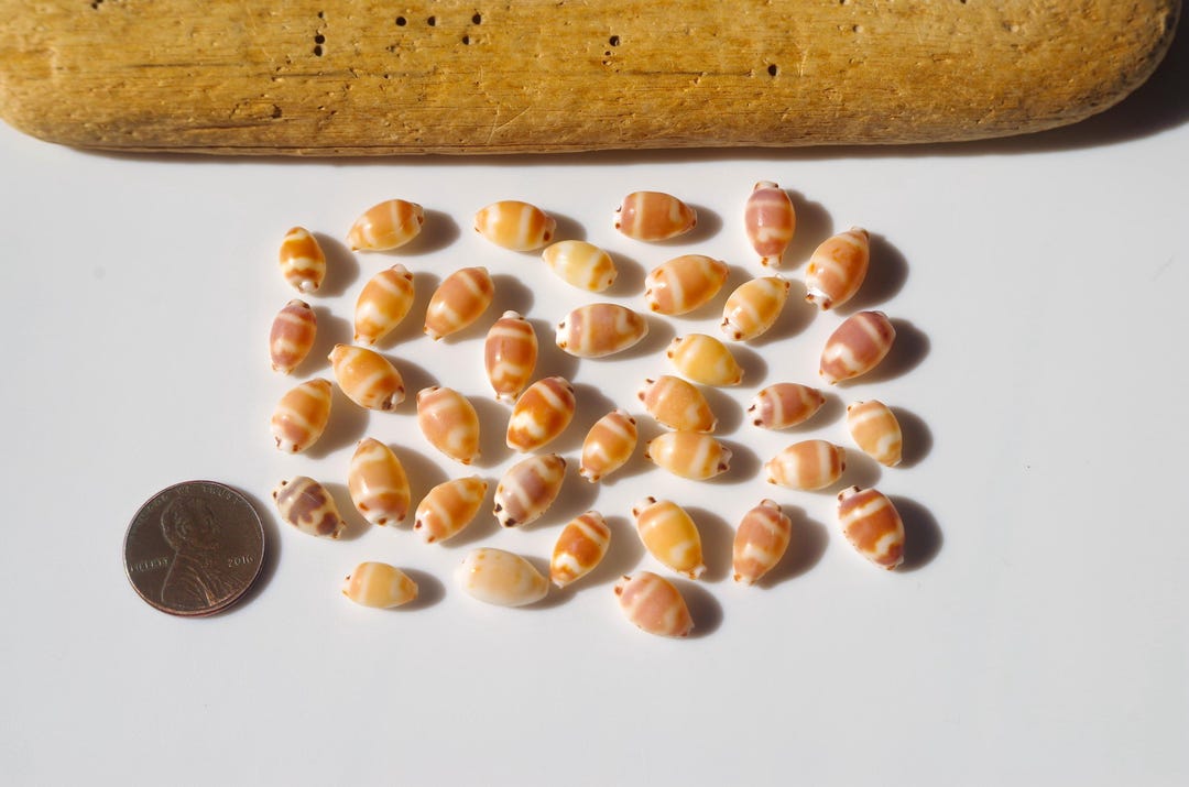 RARE Pattern / Japanese Cowry / Sea Shells / 100% Natural , Genuine ...