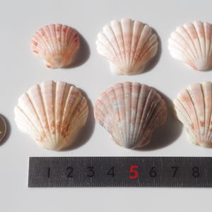 Small Japanese Sea Shells / Swift's Scallop / Pecten Albicans / 100 ...