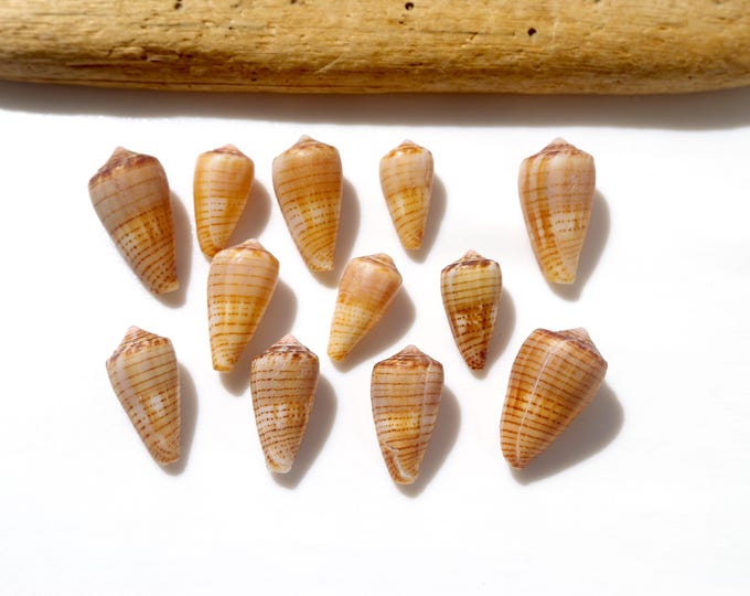 Japanese Cone Shell / Sea Shells / 100% Natural & Genuine / for ...
