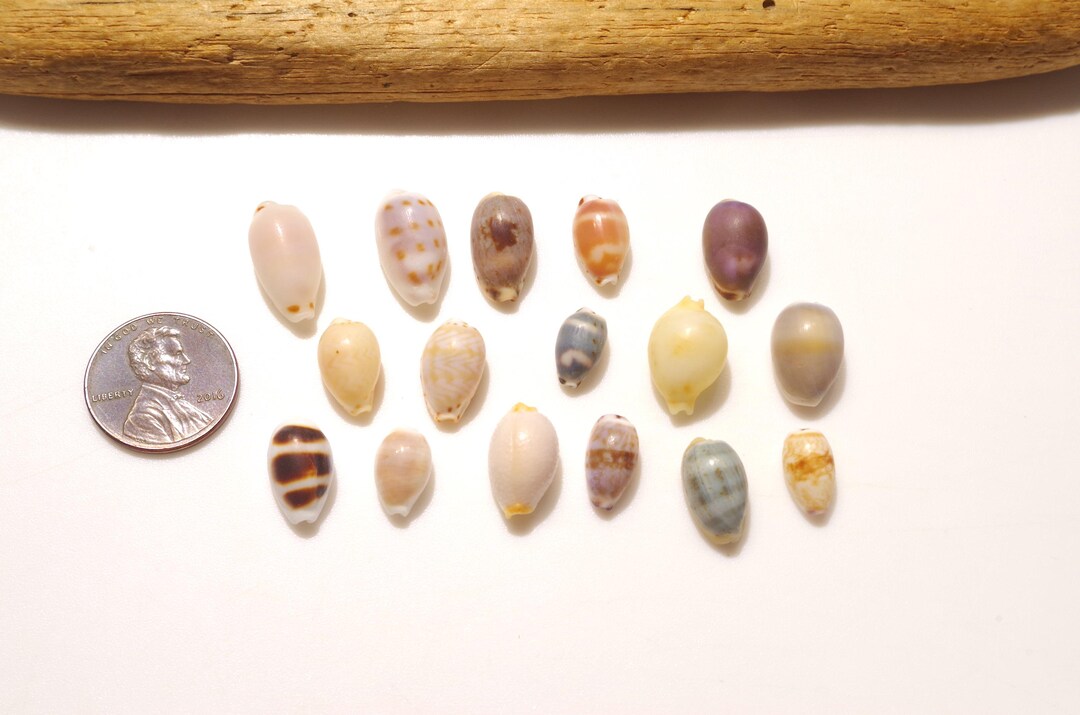 SUPER RARE Various Cowrie / Japanese Cowry / Sea Shells / 100% Natural ...